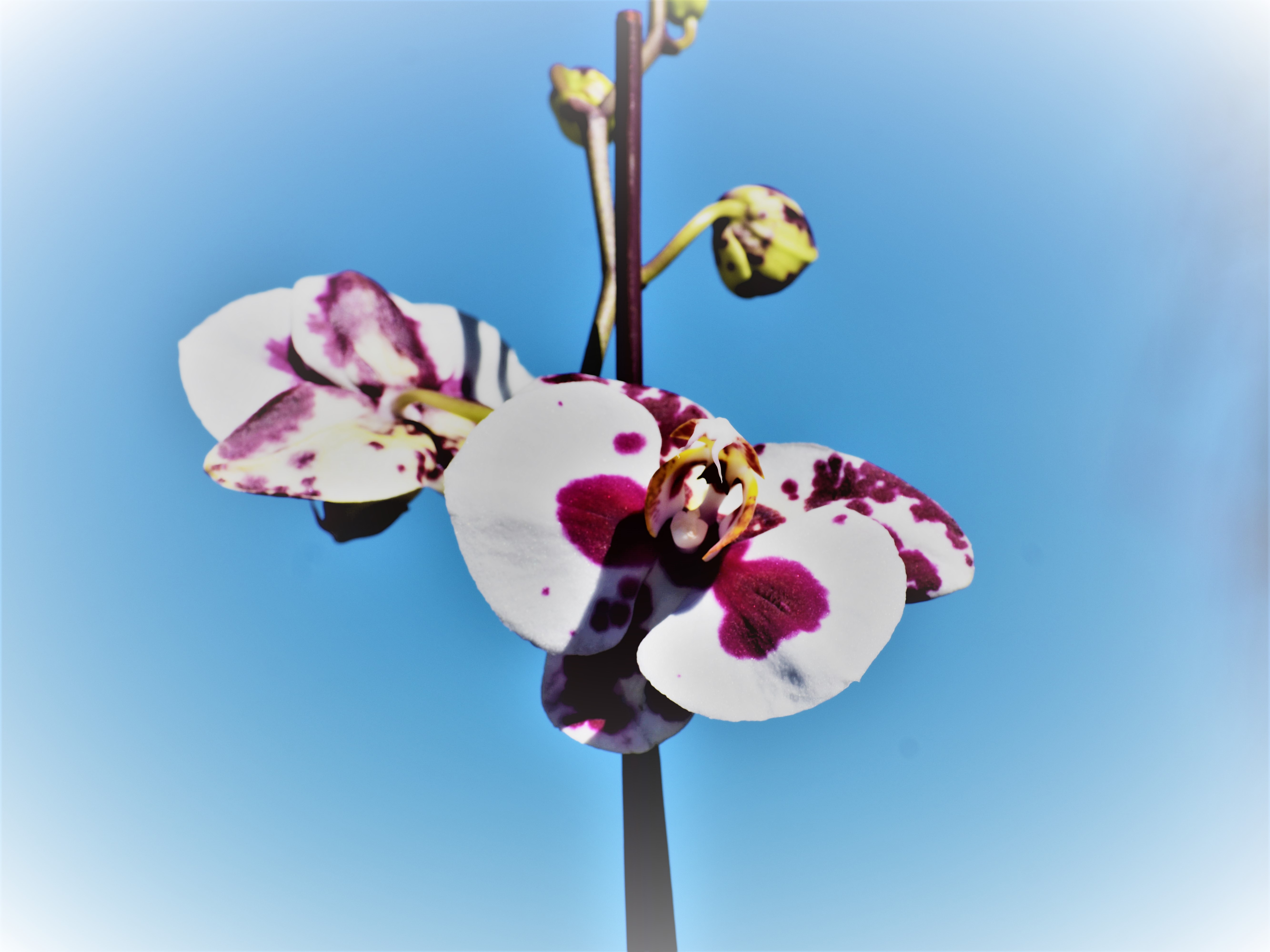 ViewBug Reviews - 178 Reviews of Viewbug.com | Sitejabber