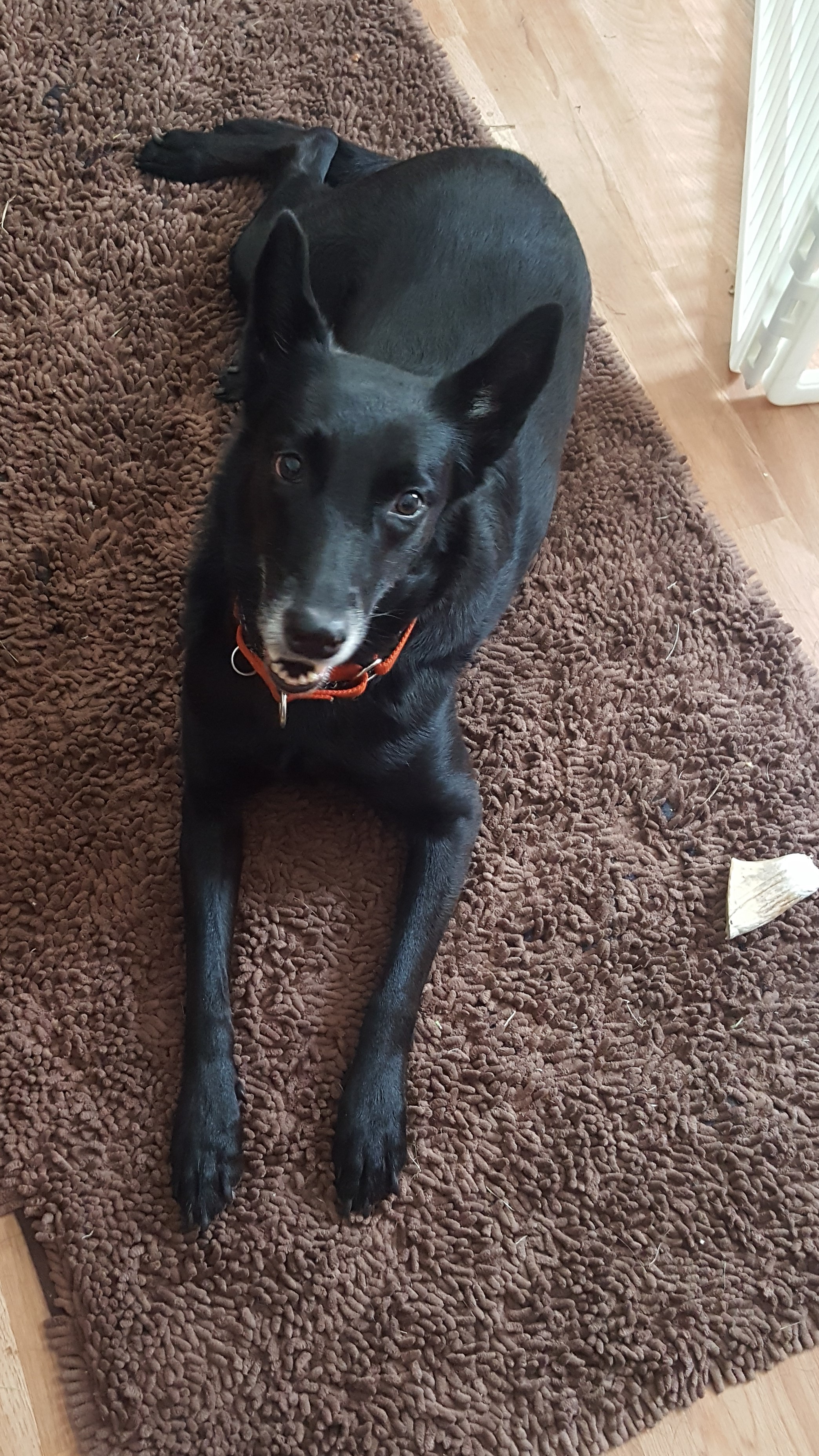 Allivet Reviews - 3,933 Reviews of Allivet.com | Sitejabber