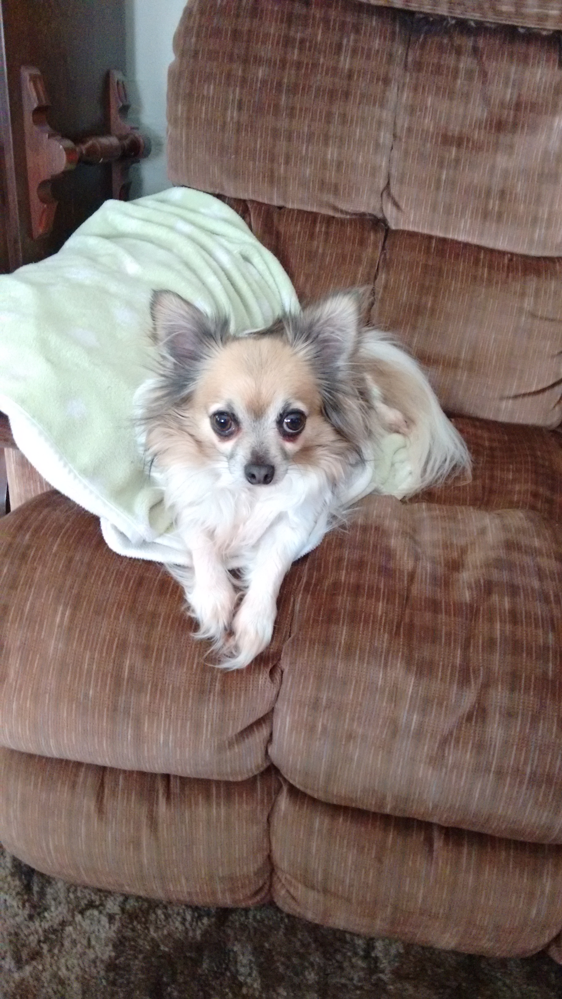 Allivet Reviews - 3,933 Reviews of Allivet.com | Sitejabber