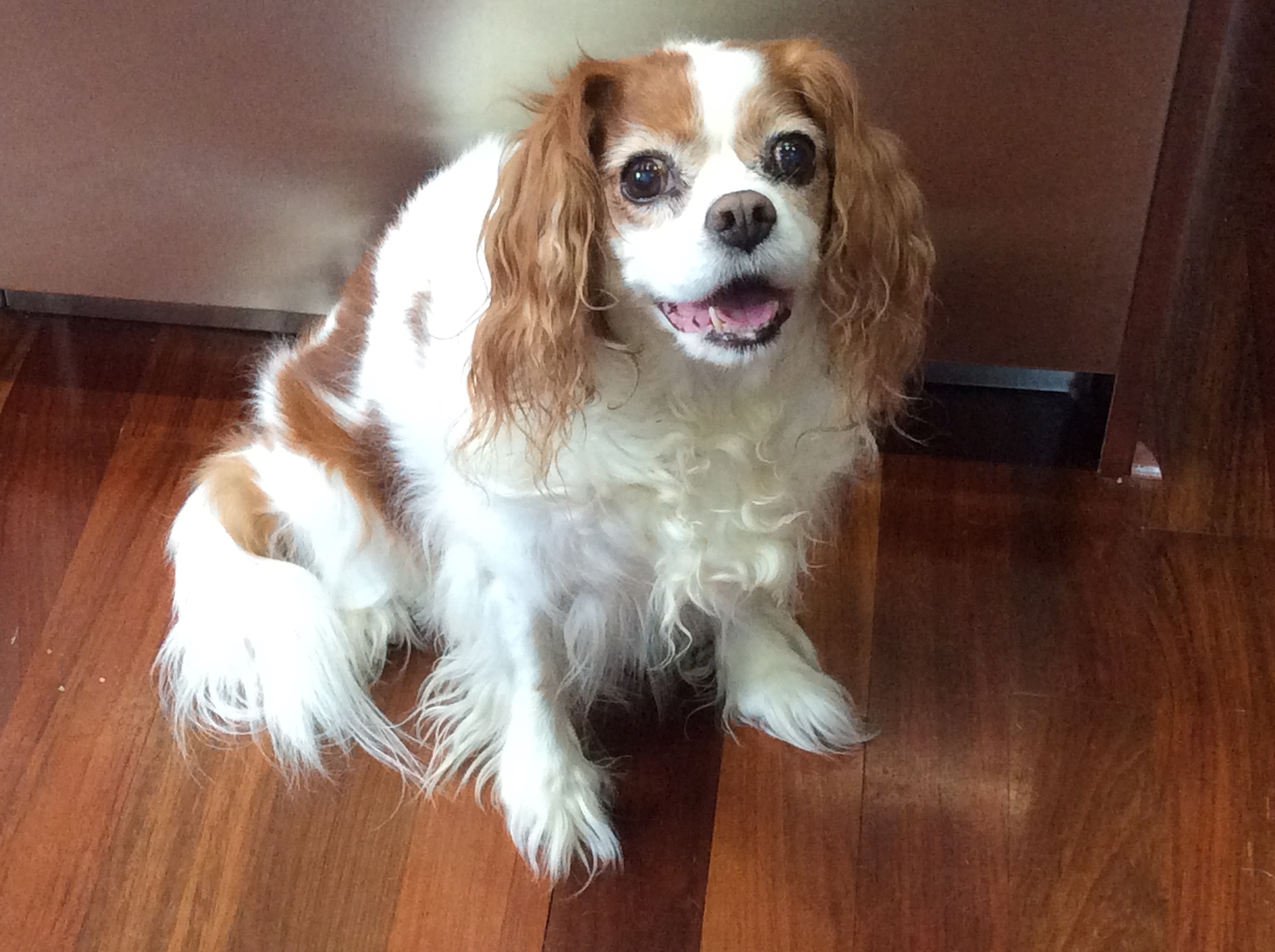 Allivet Reviews - 3,933 Reviews of Allivet.com | Sitejabber