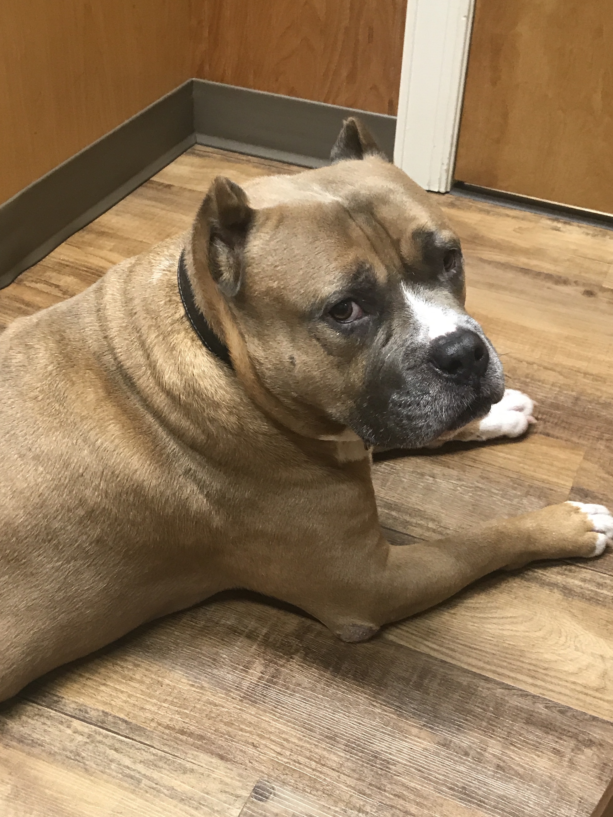 JustAnswer Reviews - 2,137 Reviews of Justanswer.com | Sitejabber