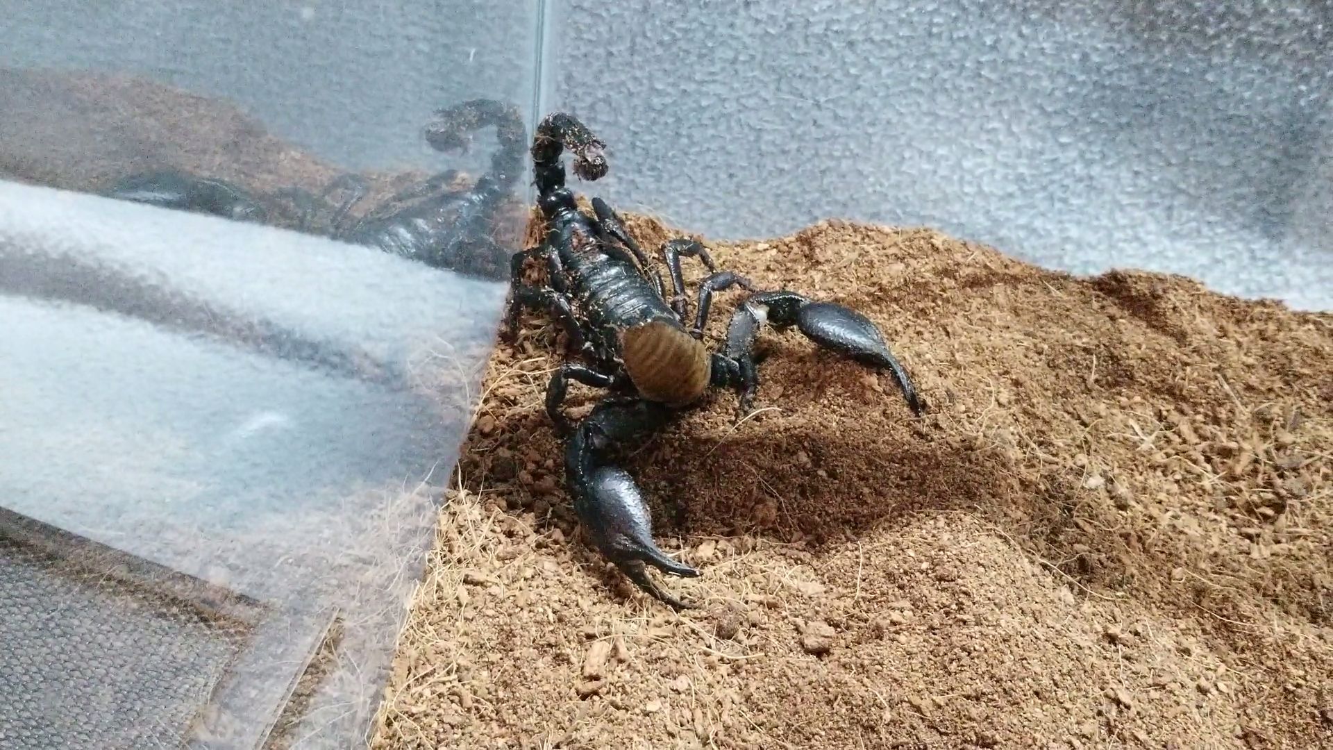 ReptileCity Reviews - 222 Reviews of Reptilecity.com | Sitejabber