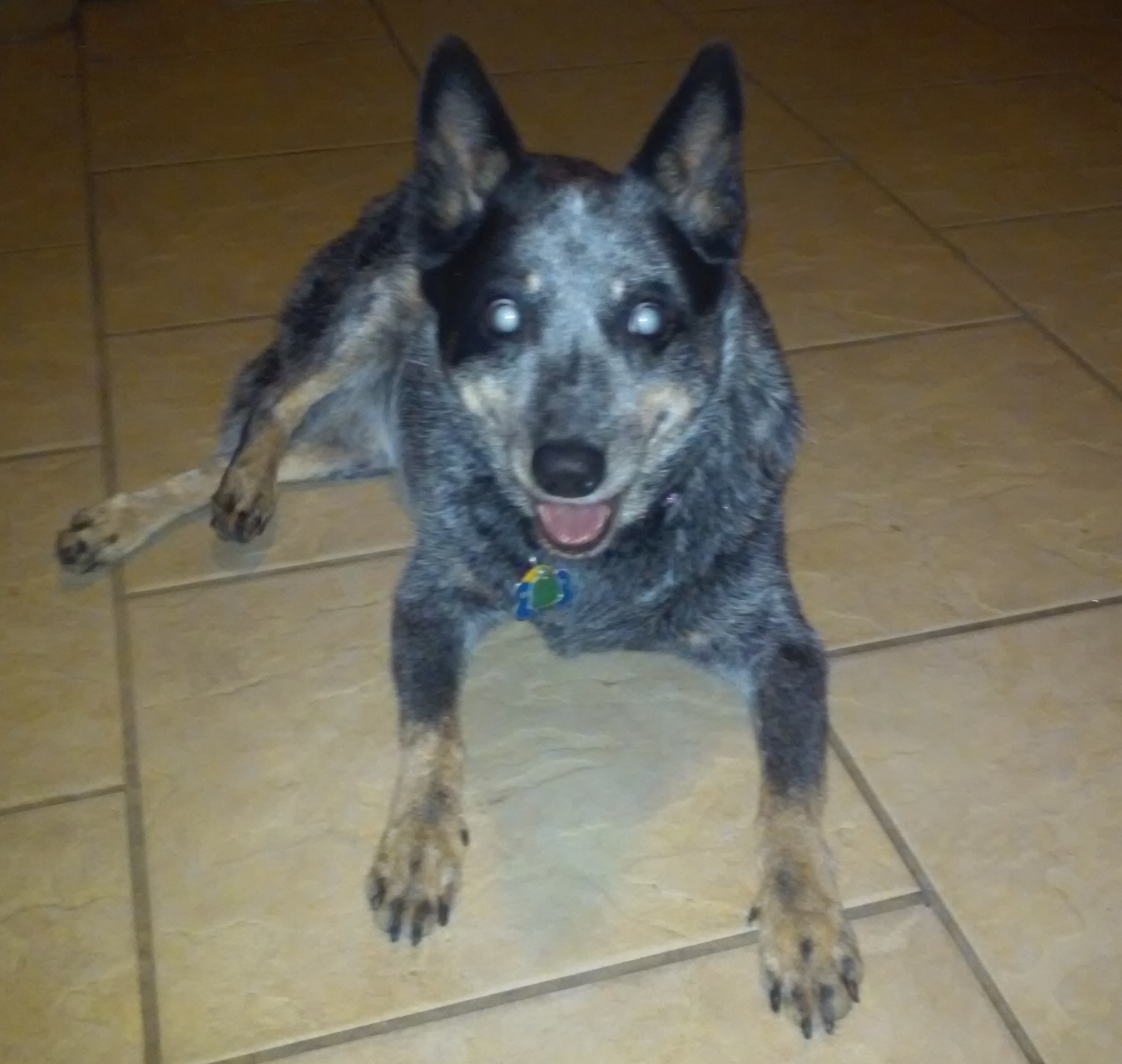 Rover.com Reviews - 202 Reviews of Rover.com | Sitejabber