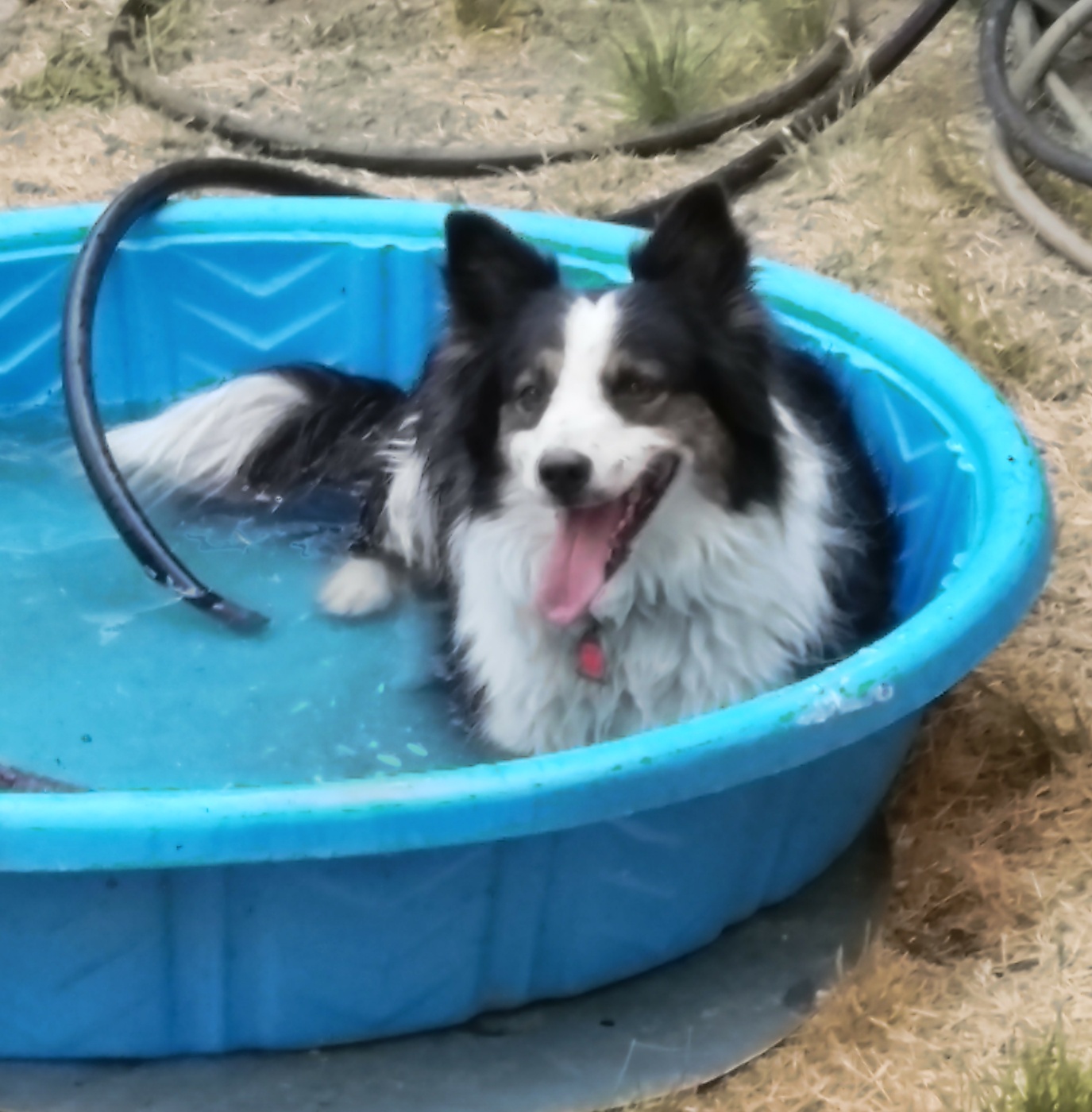 Chewy.com Reviews - 483 Reviews of Chewy.com | Sitejabber